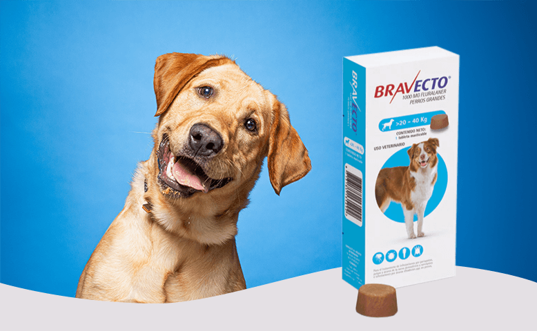 Bravecto Tabletas para Perros: Protección Fácil y Eficaz - Human and Vet