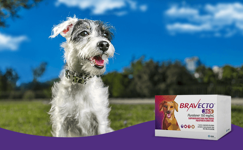 Bravecto® 365: Protección Inyectable de Larga Duración para Perros en ...